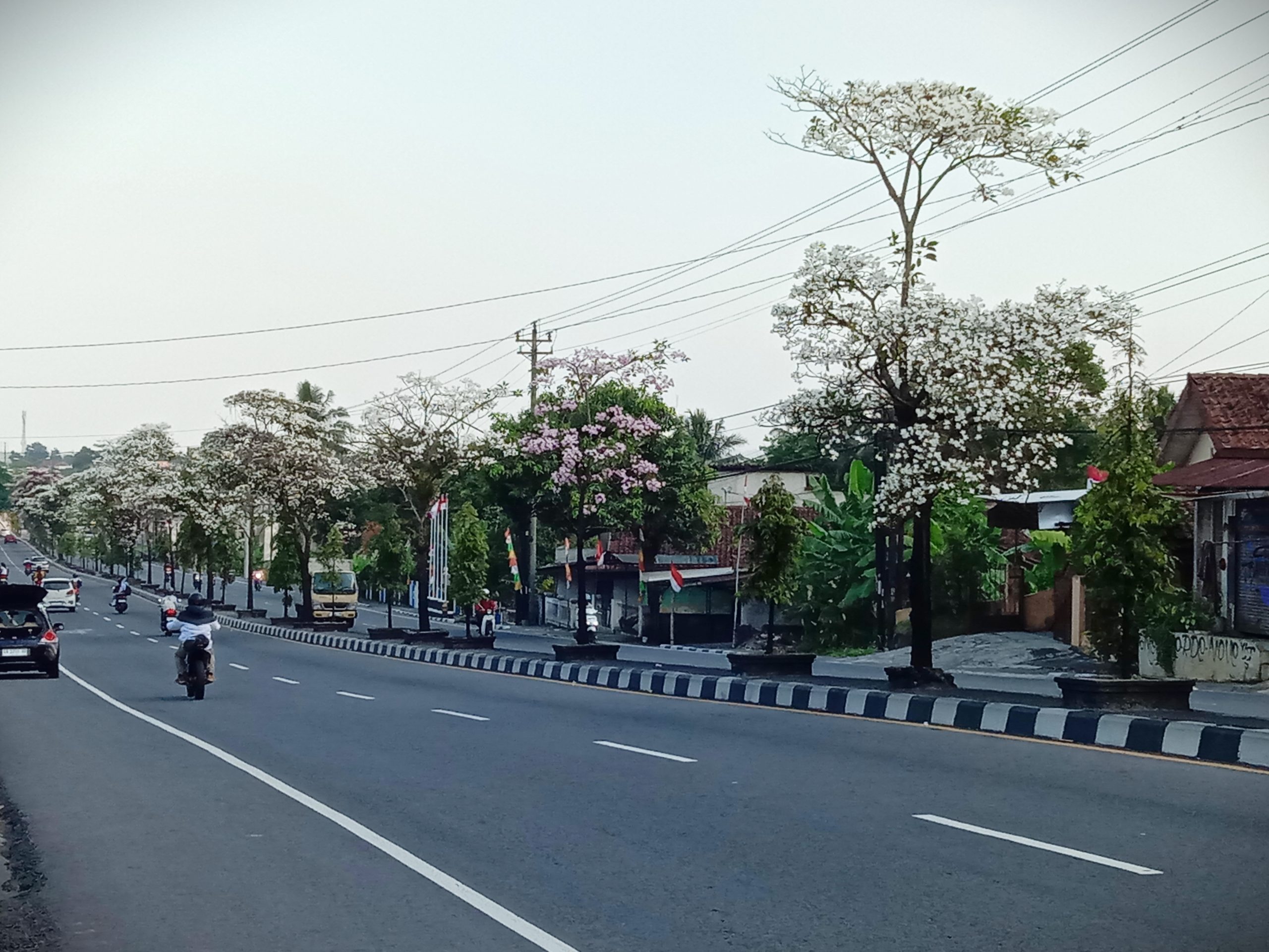Lorong Tabebuya, Jalan Mayjend Bambang Soegeng Magelang Disulap Jadi ...